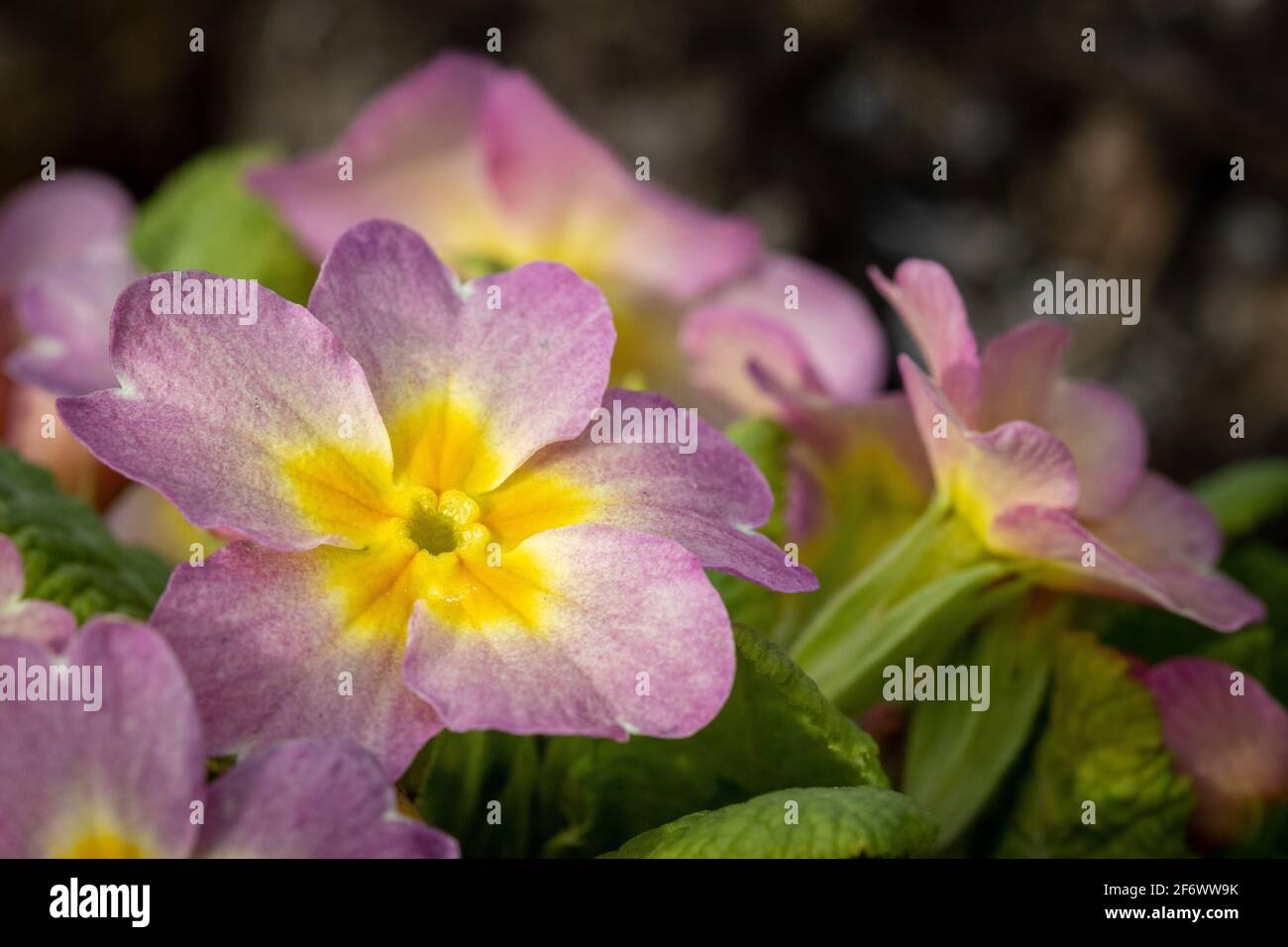 Polyanthus Flower Close-up Stock Photo - Alamy