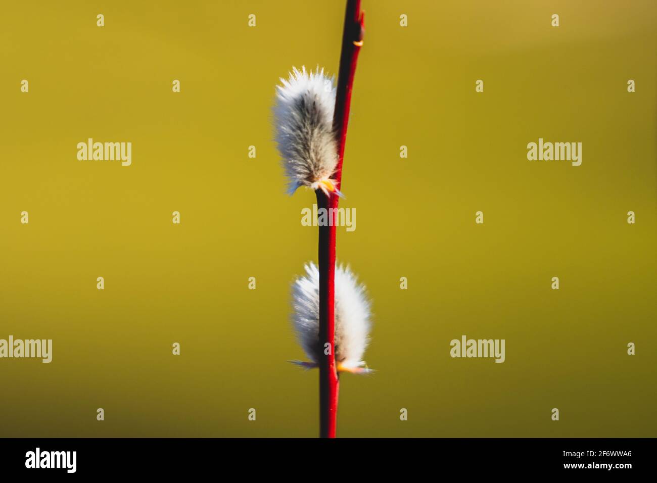 Furry buds hi-res stock photography and images - Alamy