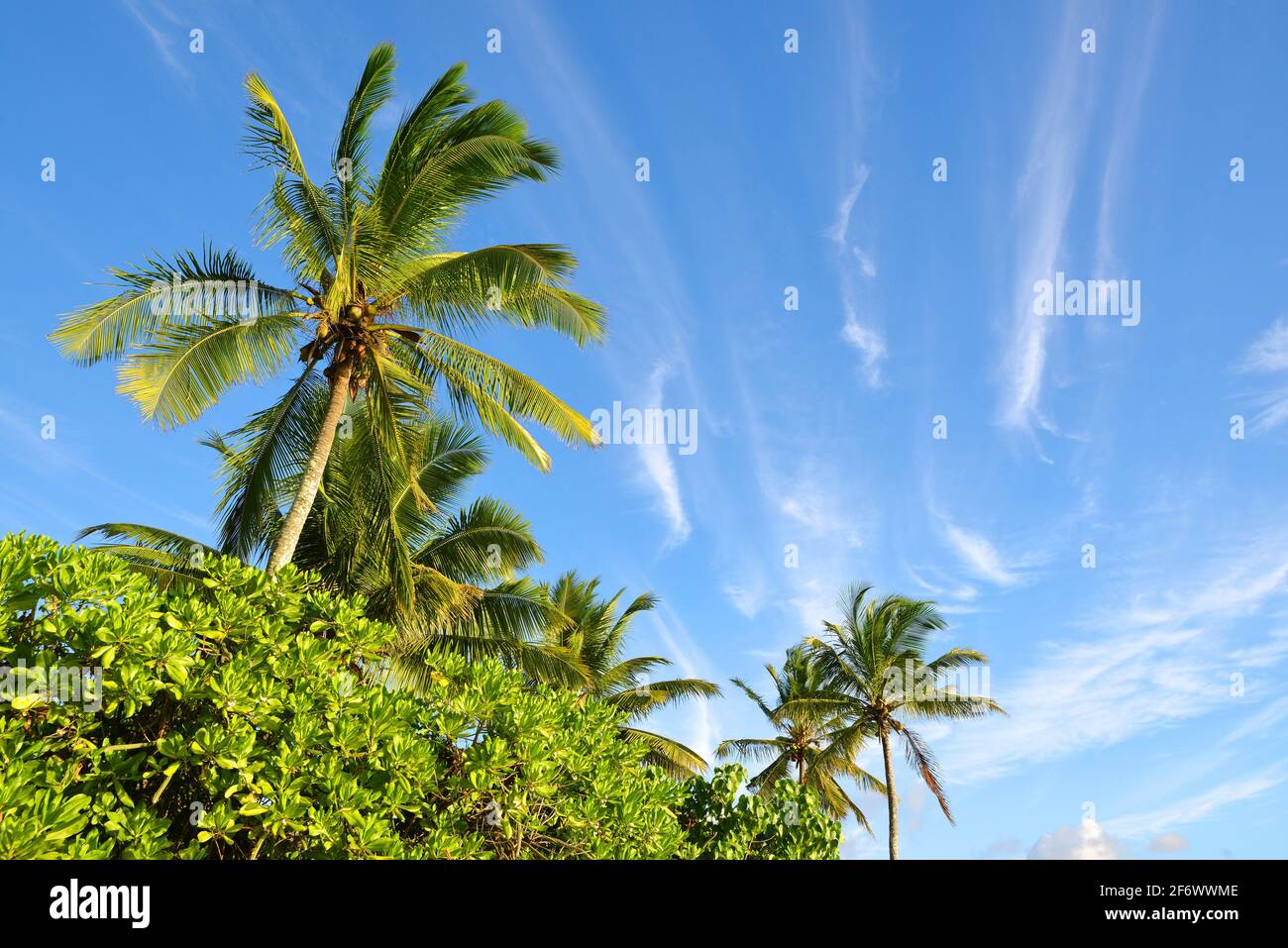 Coconut trees and mangroves at tropical coast of Mauritius island Stock ...