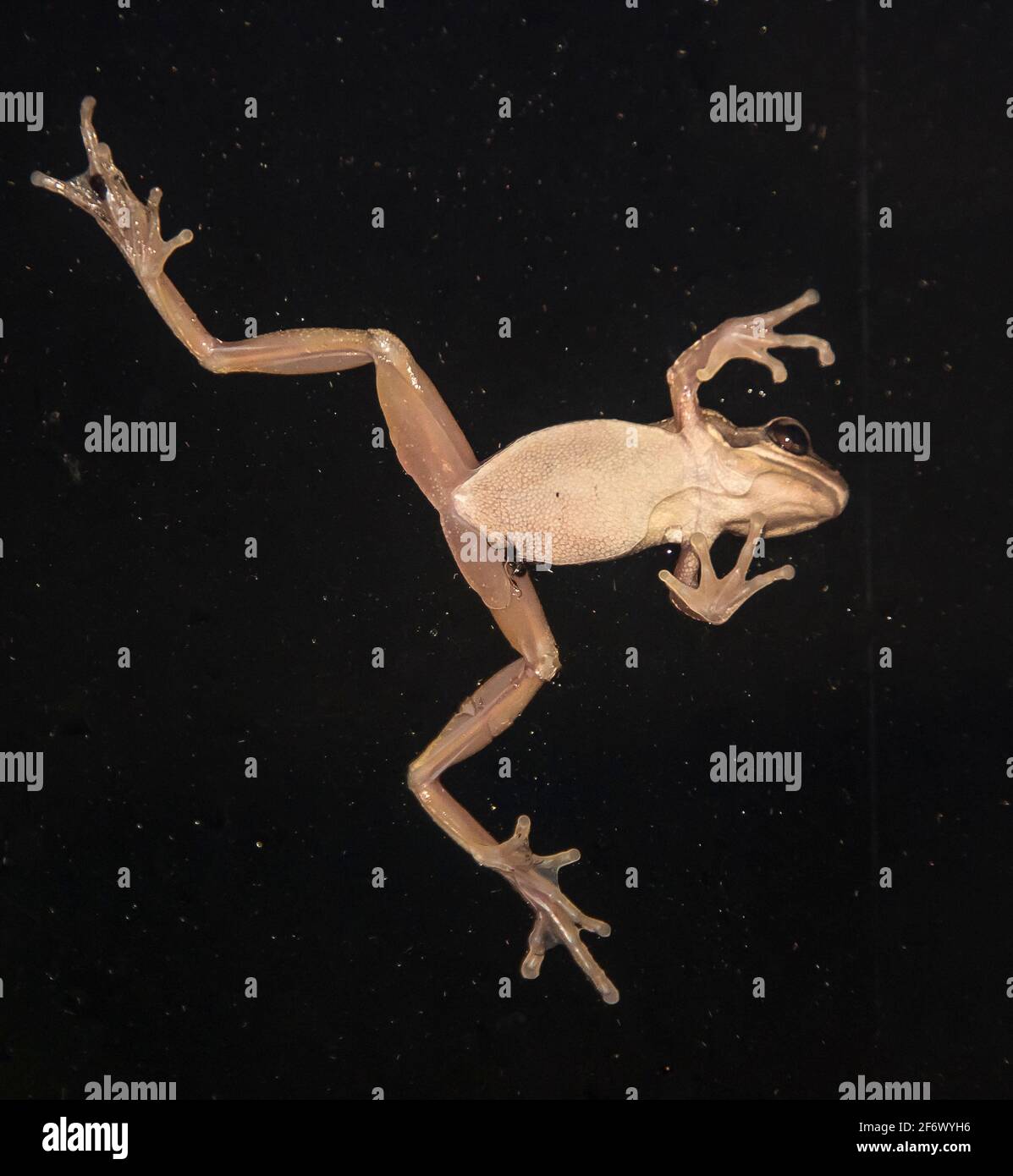 Underside of tiny eastern dwarf tree frog, Eastern sedge frog, (litoria ...