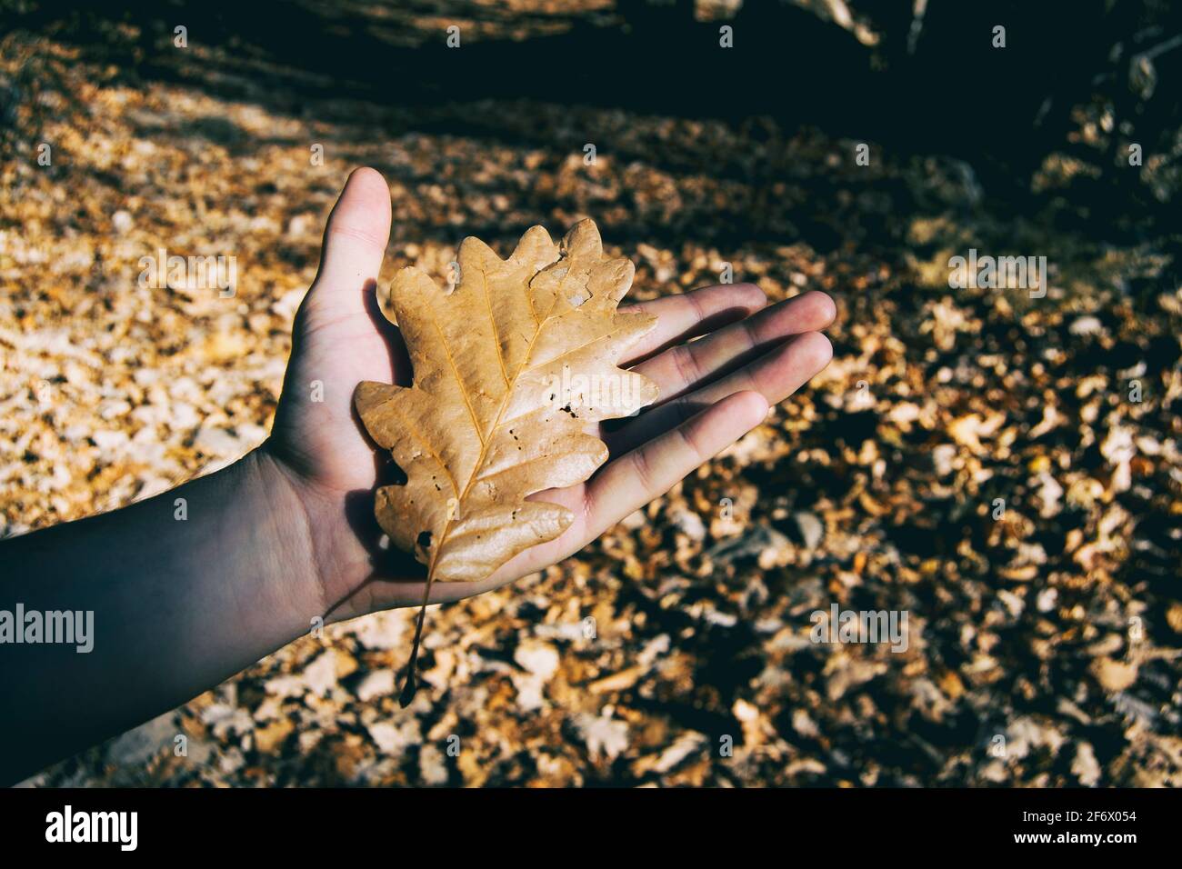 hand of a man holding a fallen leaf from a tree in autumn Stock Photo ...