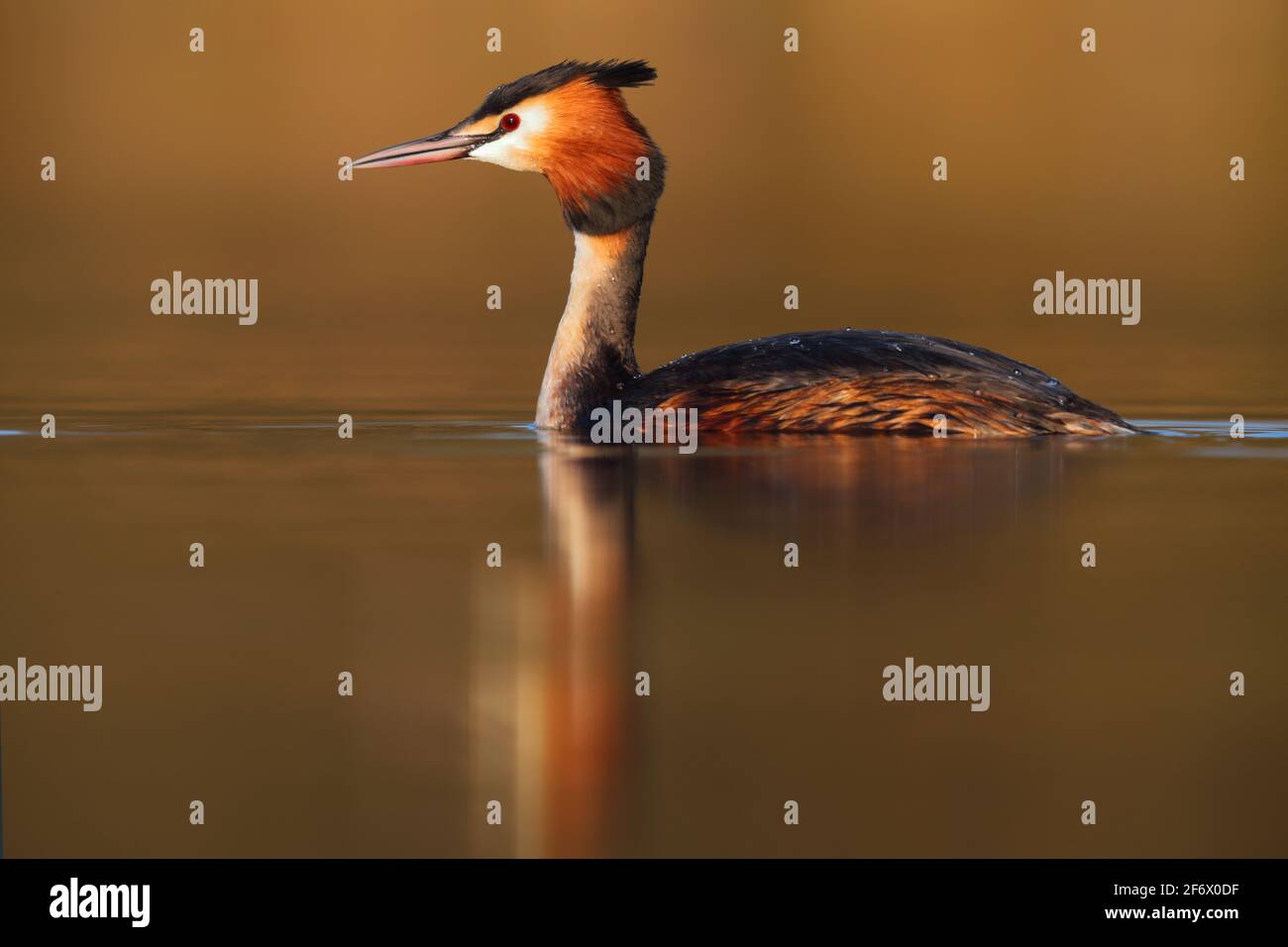 A breeding plumage adult Great crested Grebe (Podiceps cristatus) on a ...