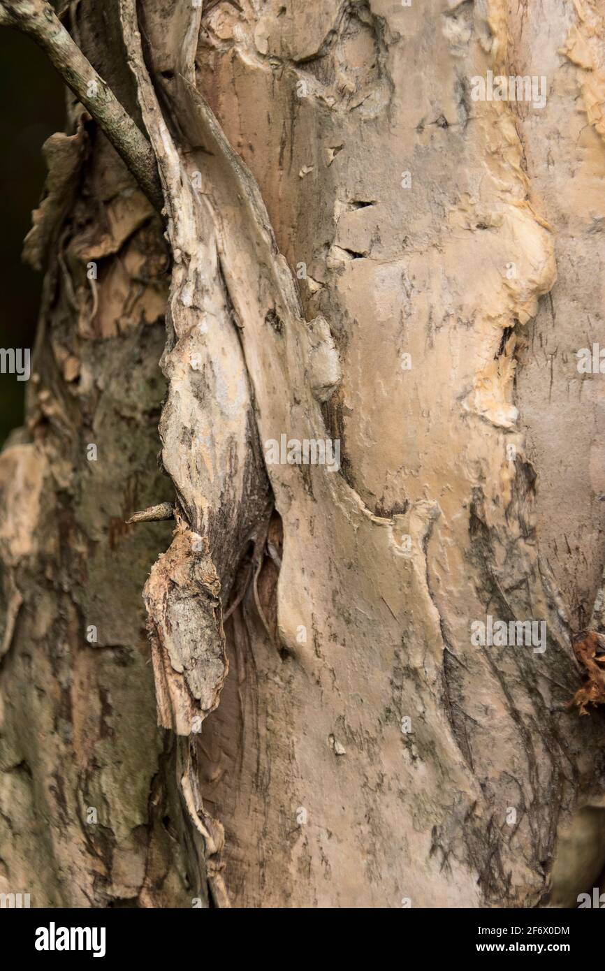 Australian paperbark tree hi-res stock photography and images - Alamy