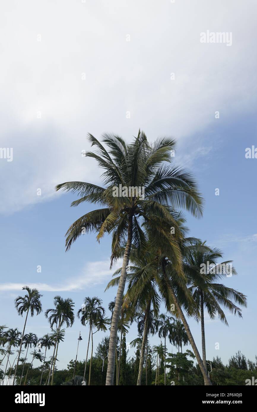 Tall coconut trees hi-res stock photography and images - Alamy