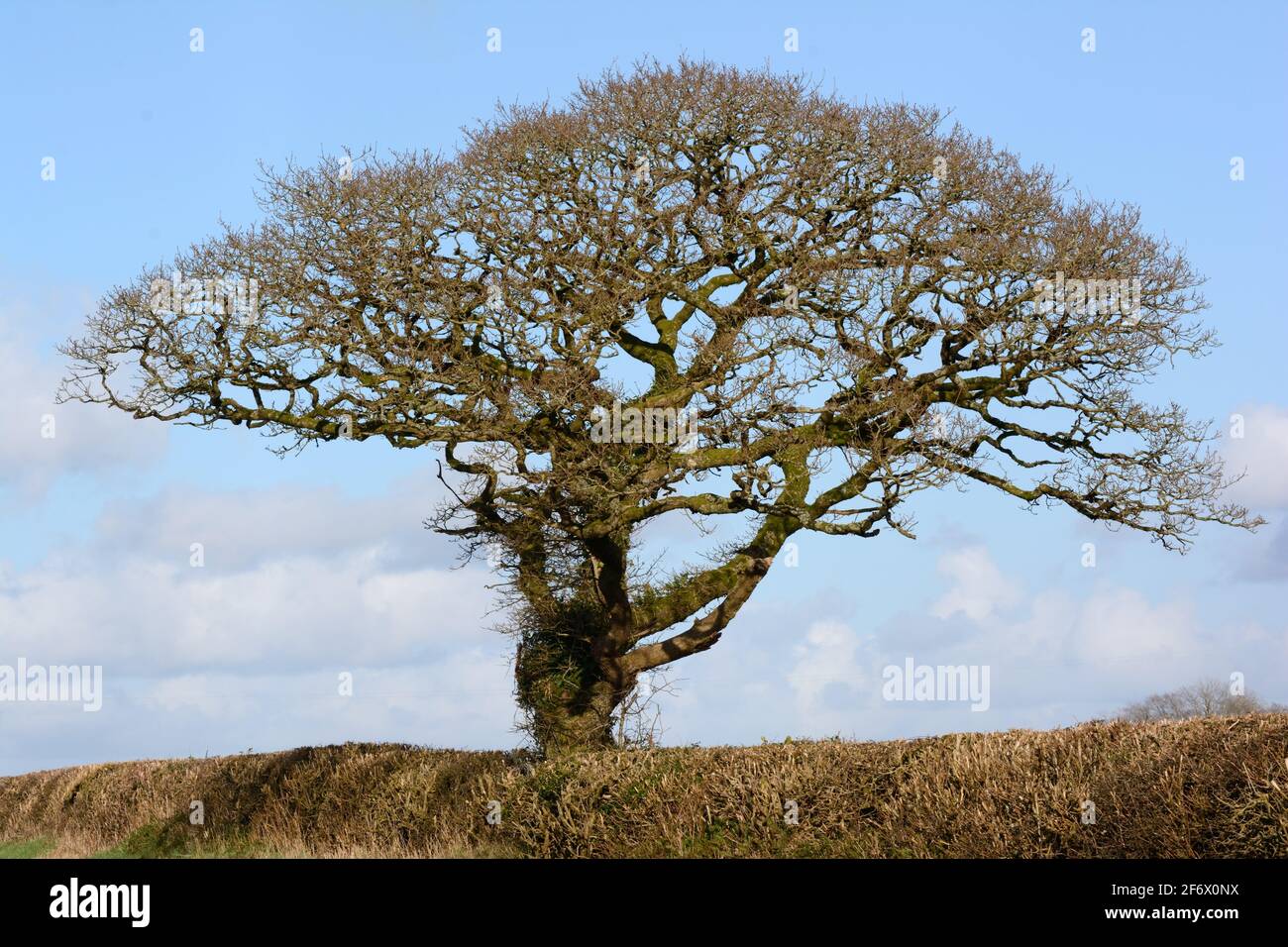 Winter oak tree hi-res stock photography and images - Alamy