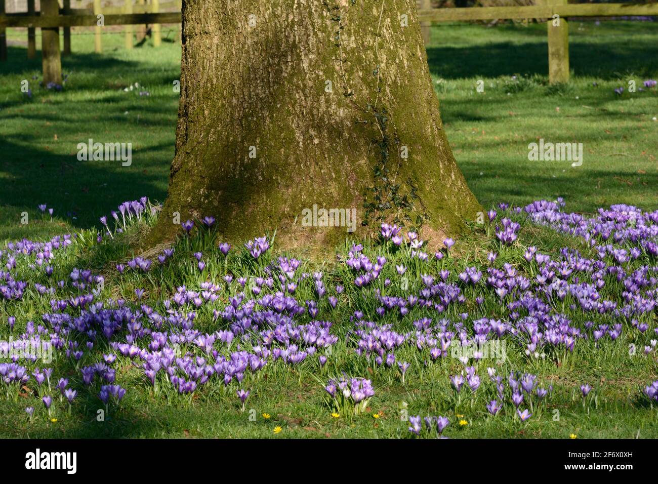 Purple round flowers hi-res stock photography and images - Alamy