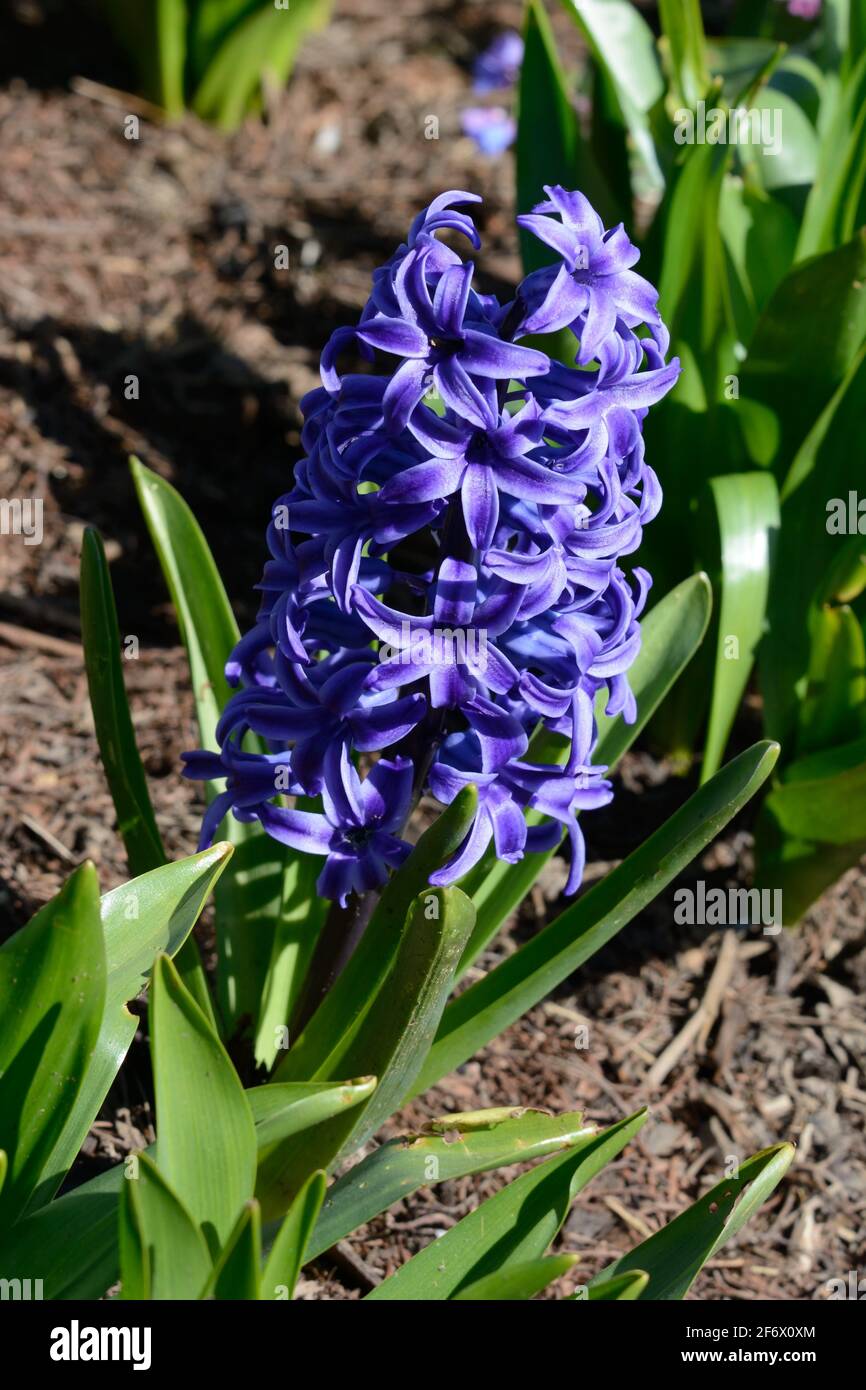 Hyacinthus orientalis Aida flower flowers Hyacinth Aida Stock Photo - Alamy