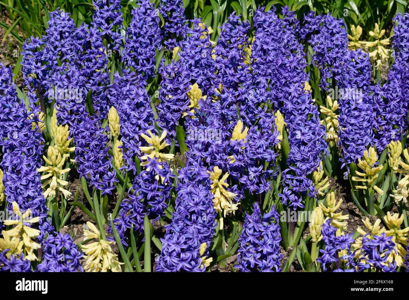 Hyacinthus orientalis Aida flower flowers Hyacinth Aida Stock Photo - Alamy
