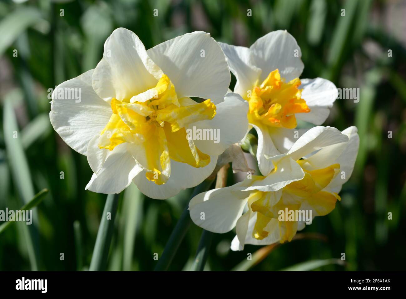 Beauty flowers hi-res stock photography and images - Alamy