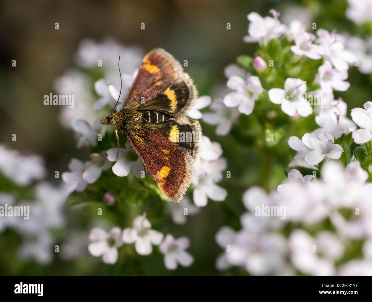 The tiny mint moth / Small Purple and Gold (Pyrausta aurata) on a ...