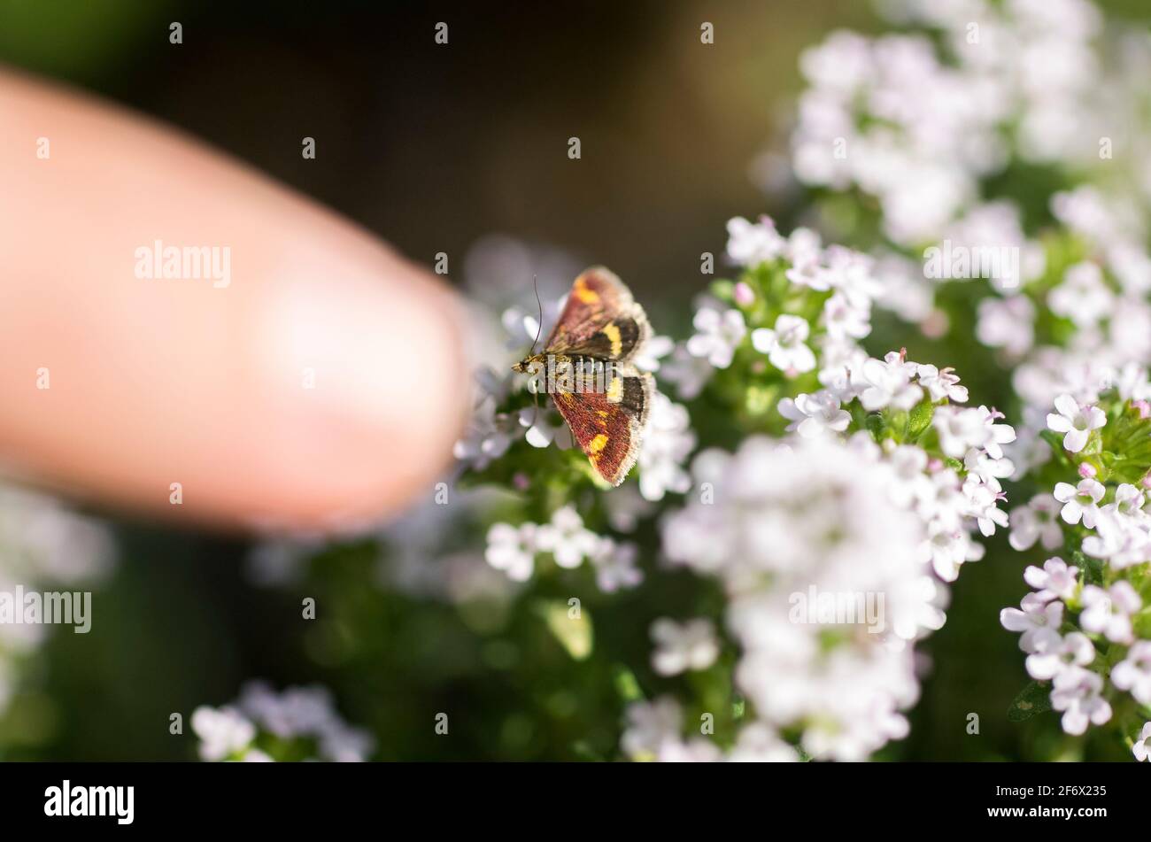 The tiny mint moth / Small Purple and Gold (Pyrausta aurata) on a ...