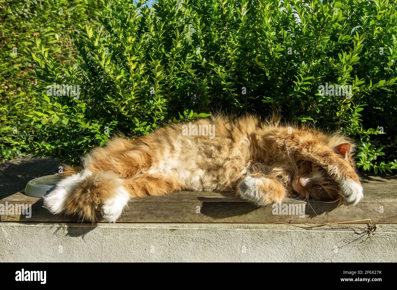 A ginger cat laying on a garden bench in sunshine, a box hedge behind ...
