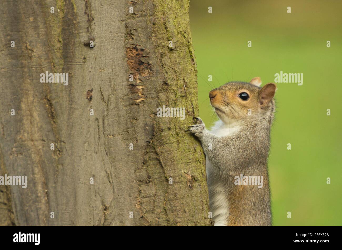 Grey squirrel tree hi-res stock photography and images - Alamy