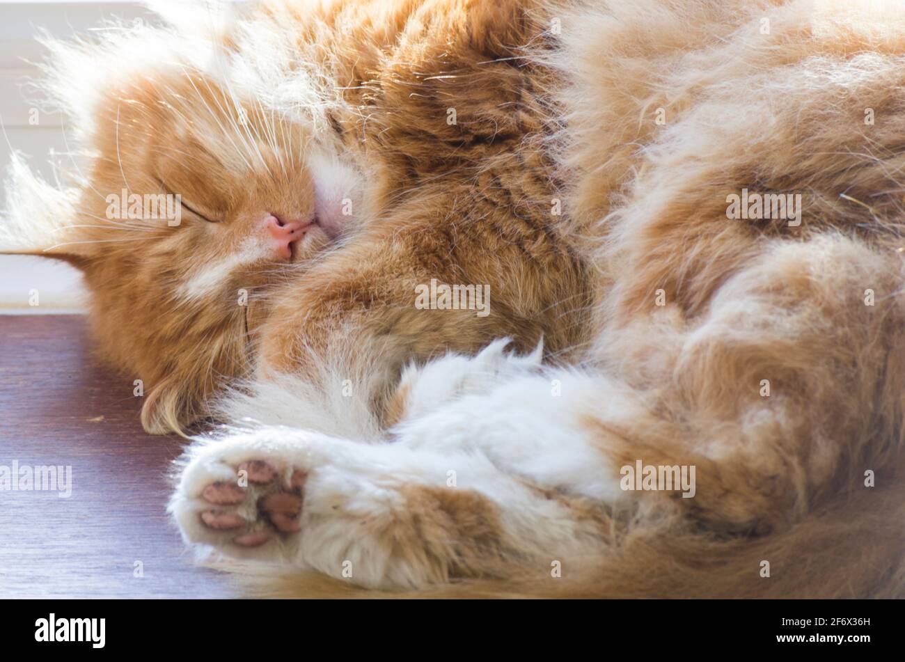 Ginger cat paws hi-res stock photography and images - Alamy