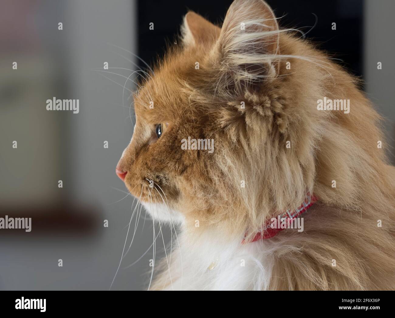 Cat side profile hi-res stock photography and images - Alamy