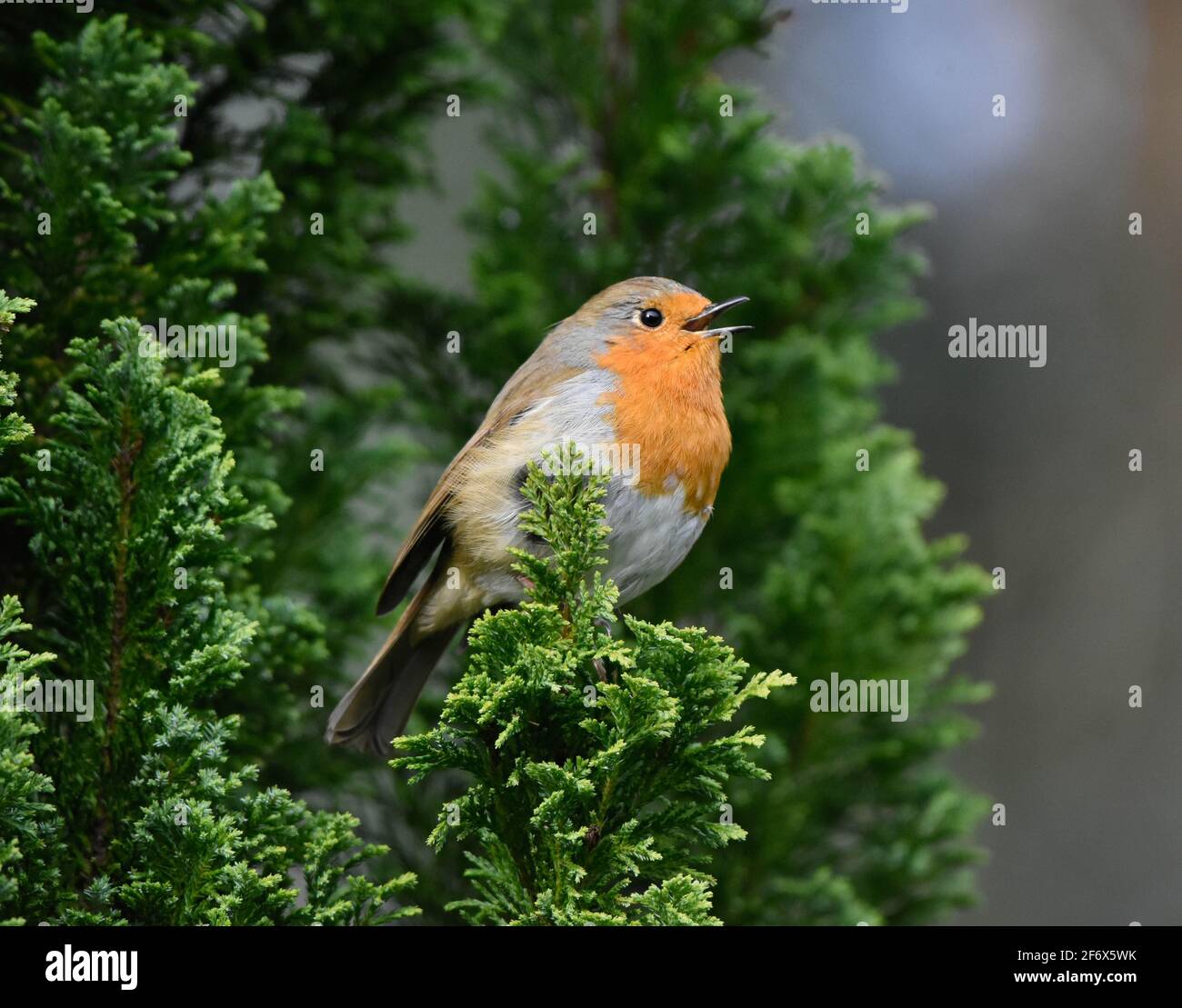 Chirping robin hi-res stock photography and images - Alamy