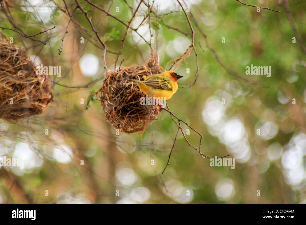 birds on tree branch Stock Photo - Alamy