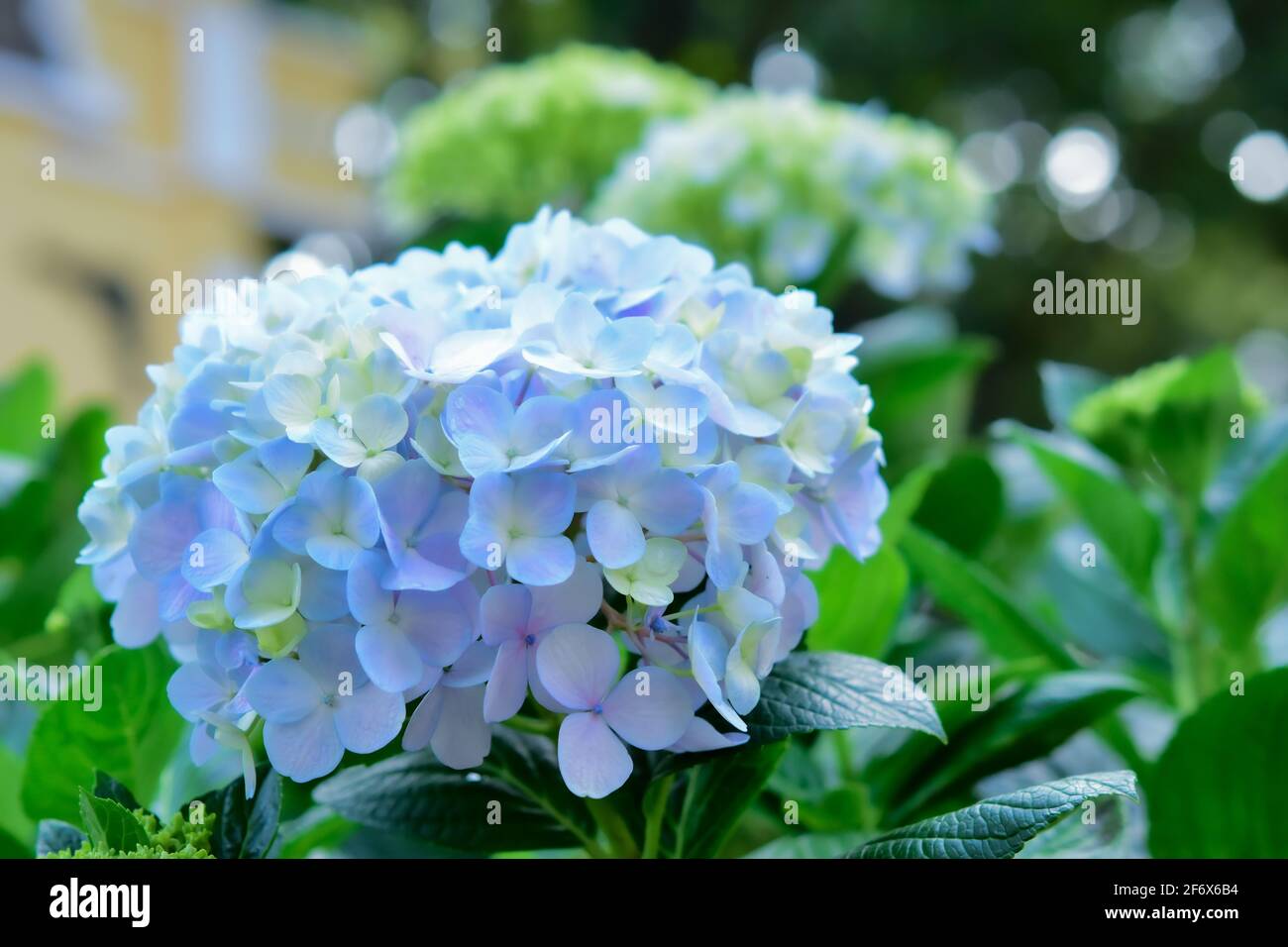 Ho Chi Minh City, 23 January 2020: Closed up shot with bokeh of ...