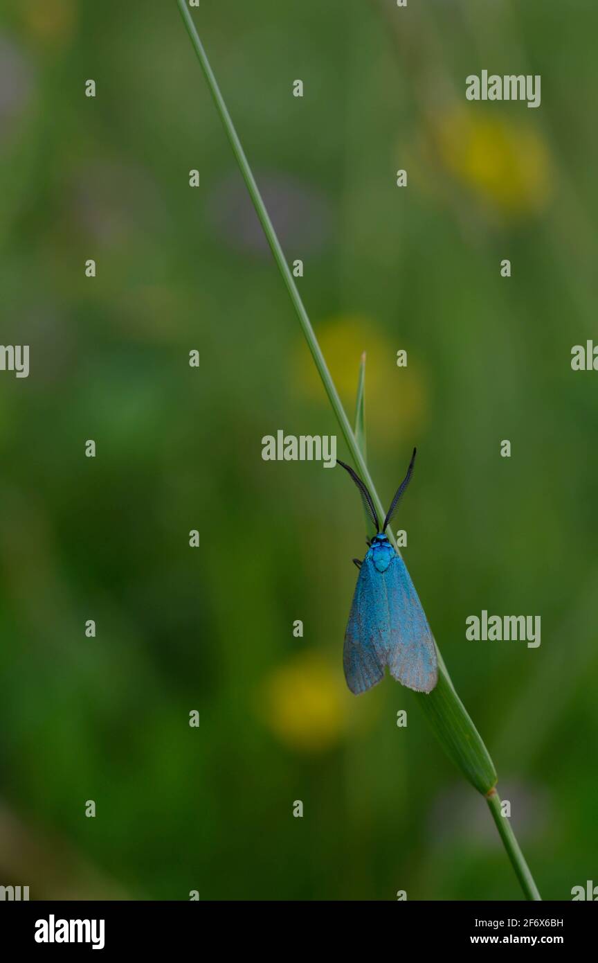 Small blue moth in nature on a plant close up, blue insect with blue ...