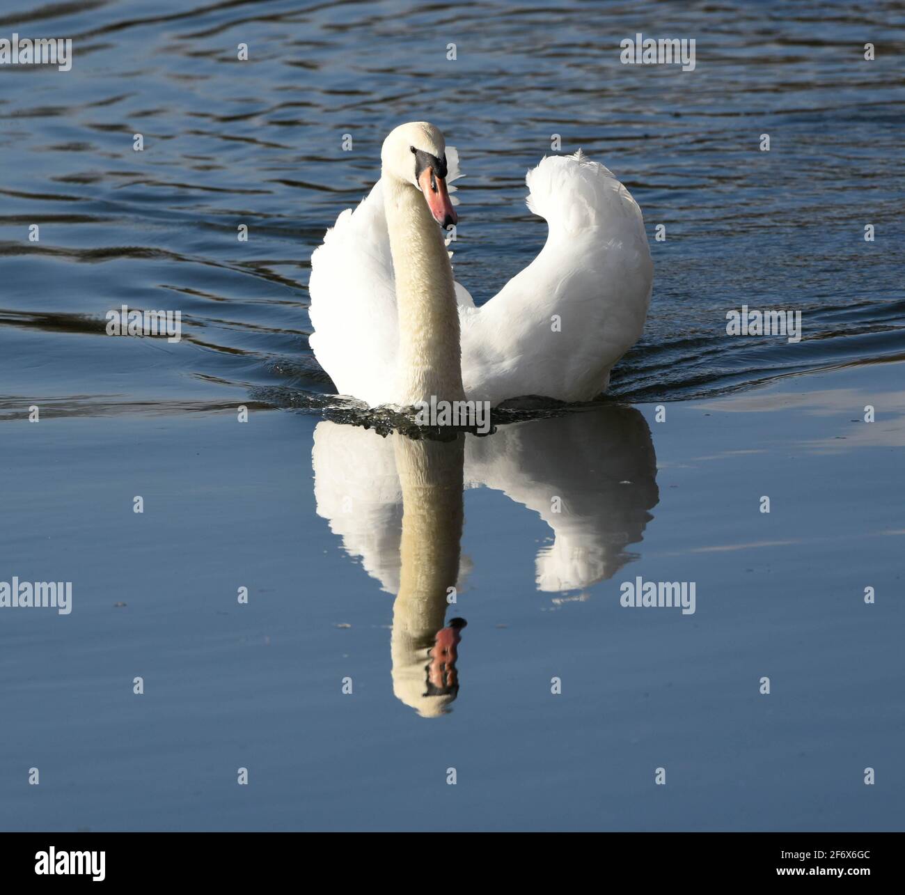 Curled Wings High Resolution Stock Photography and Images - Alamy