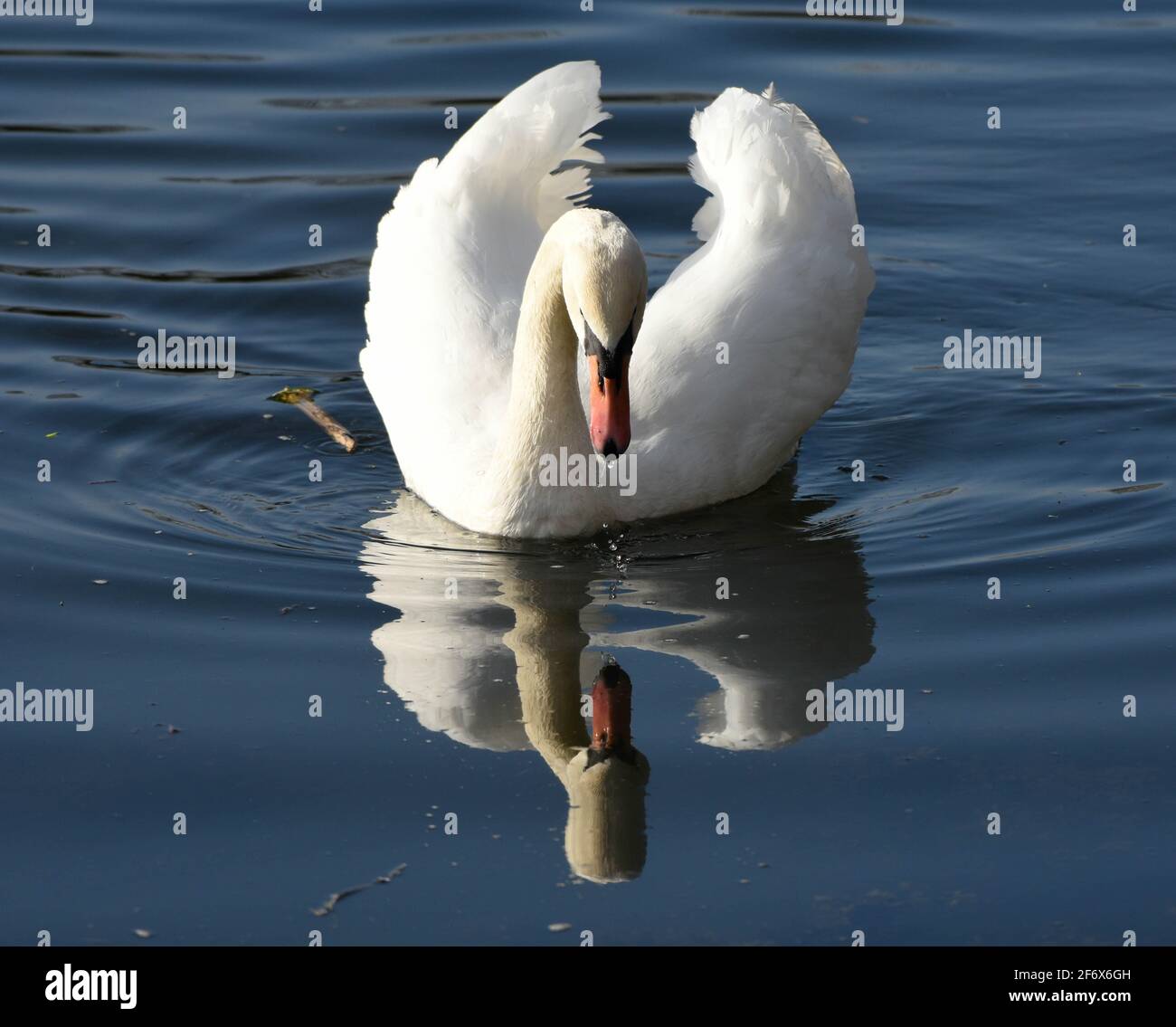 Curled wings hi-res stock photography and images - Alamy