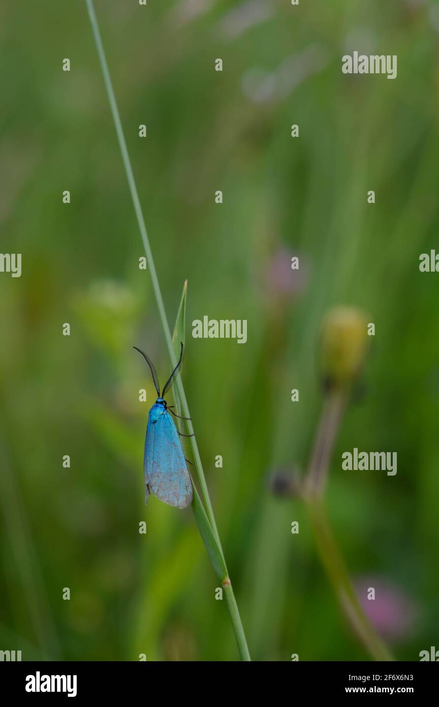 Small blue moth in nature on a plant close up, blue insect with blue ...