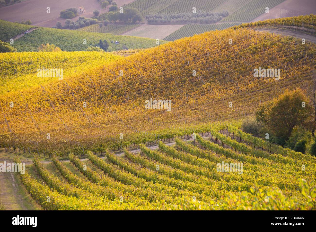 Vineyards and winery in fall lit by sun Stock Photo - Alamy