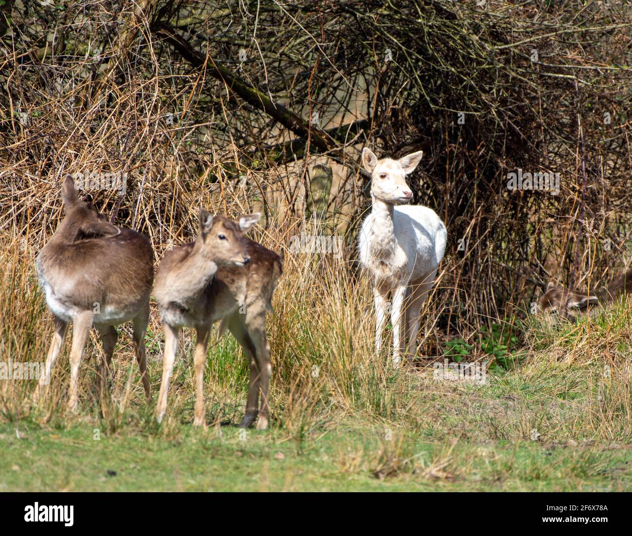 White Fallow Deer Uk