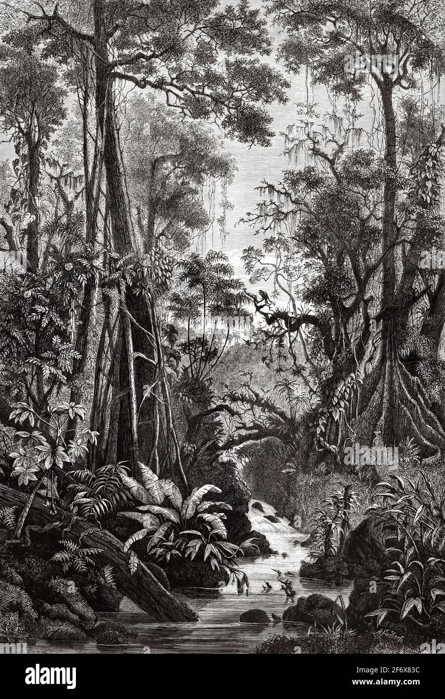 Venezuelan jungle region of Zulia, Venezuela. South America. Old 19th ...