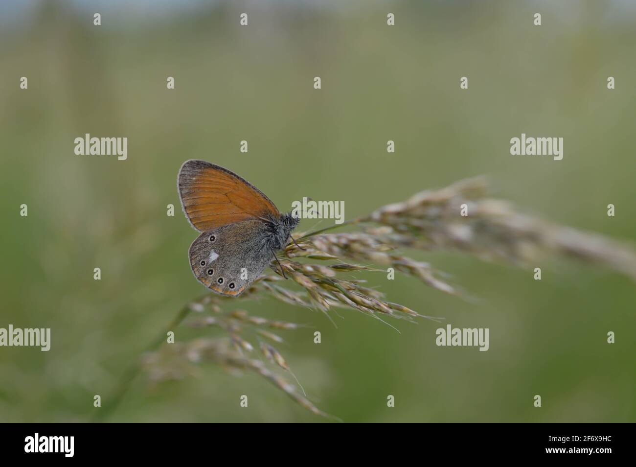 Chestnut heath butterfly in nature close up, macro, orange and grey ...
