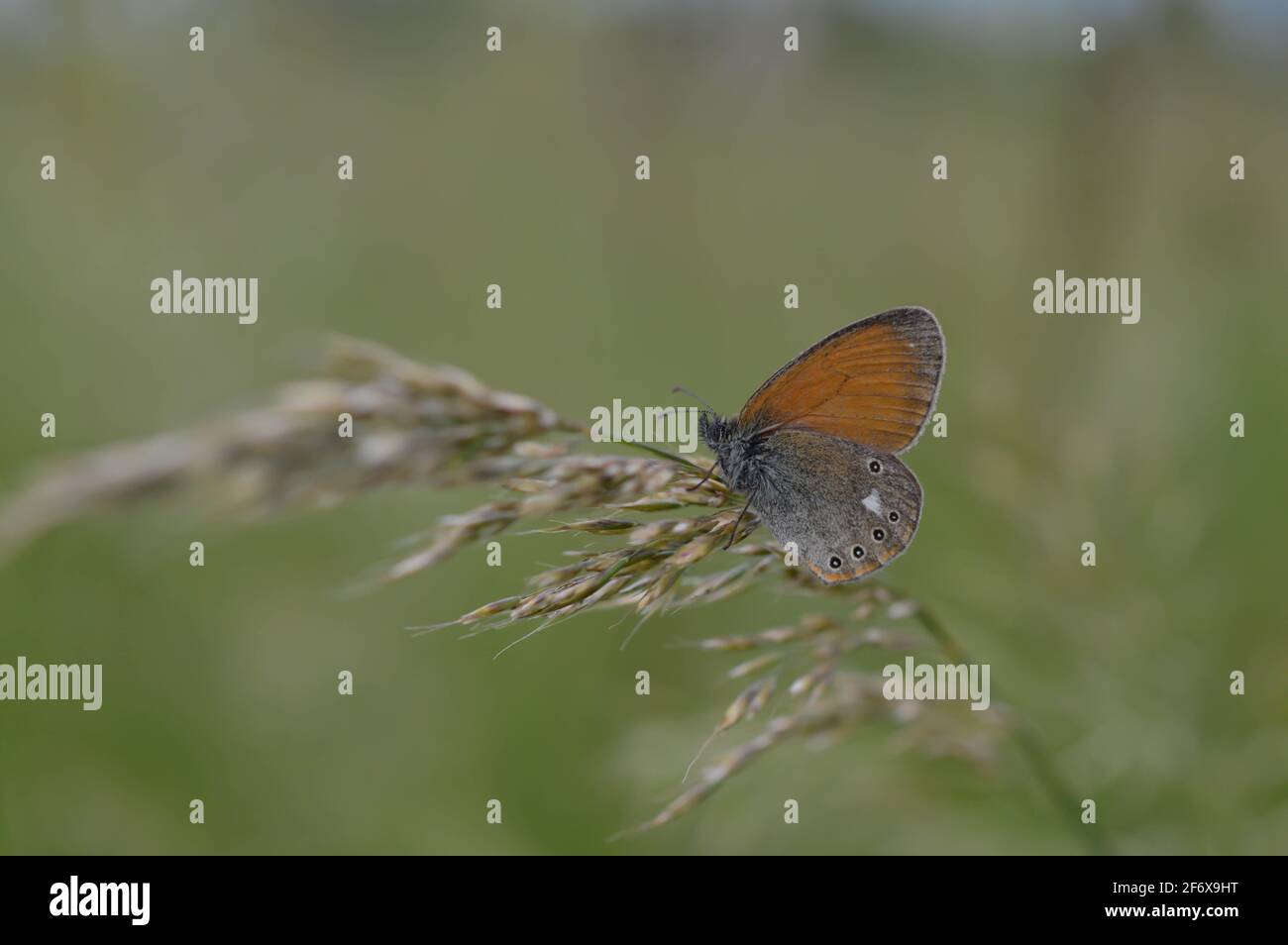 Chestnut heath butterfly in nature close up, macro, orange and grey ...