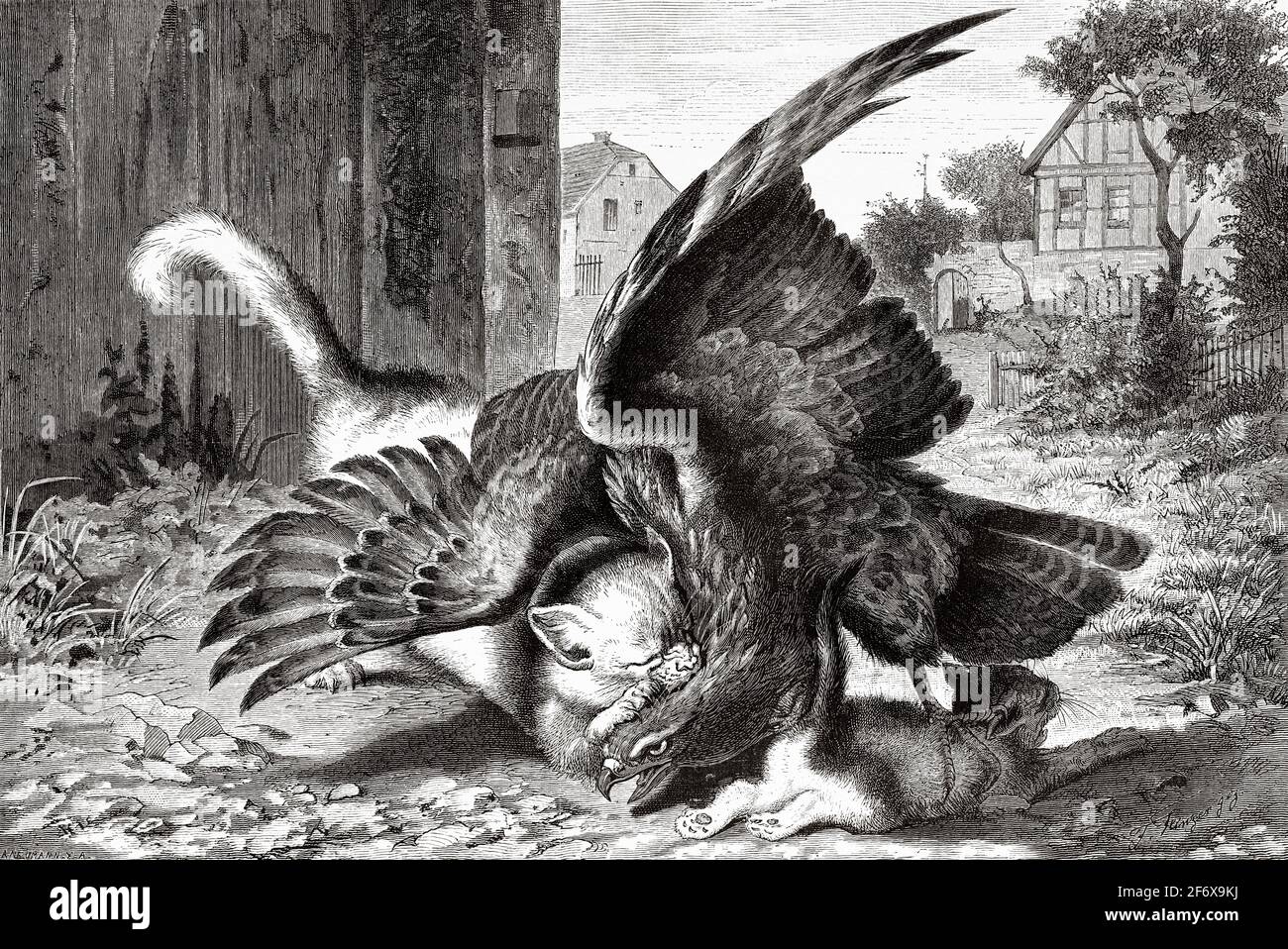 Ancient wild cat hi-res stock photography and images - Alamy