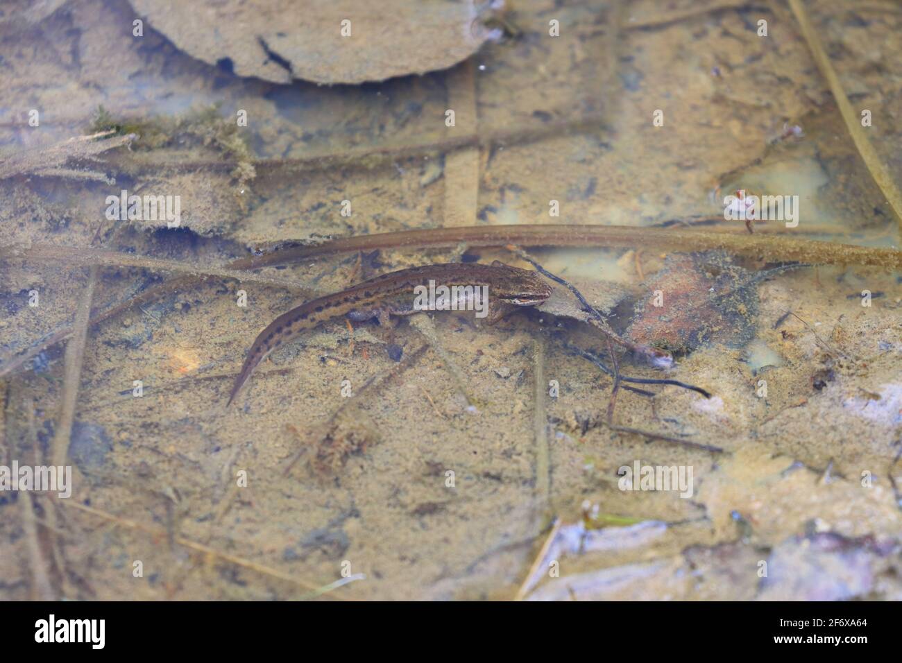 A Smooth Newt in a Forest Pond at Springtime Stock Photo - Alamy