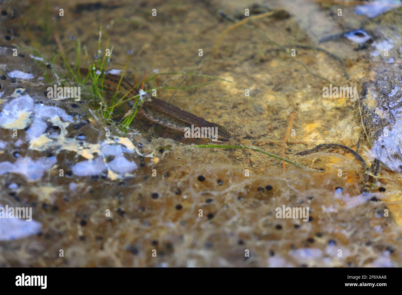 A Smooth Newt in a Forest Pond at Springtime Stock Photo - Alamy