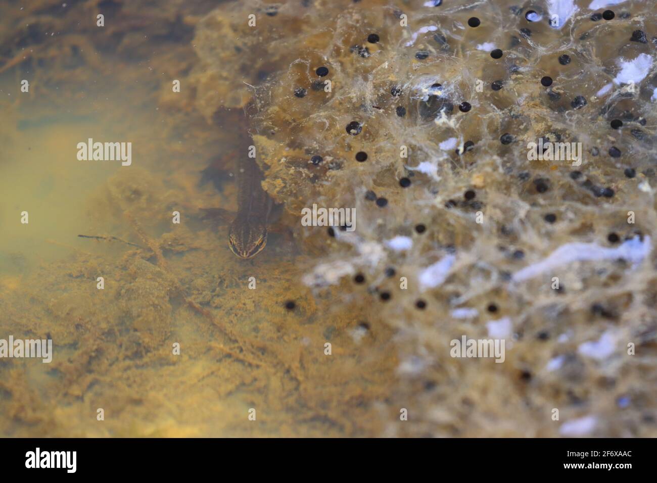 A Smooth Newt in a Forest Pond at Springtime Stock Photo - Alamy
