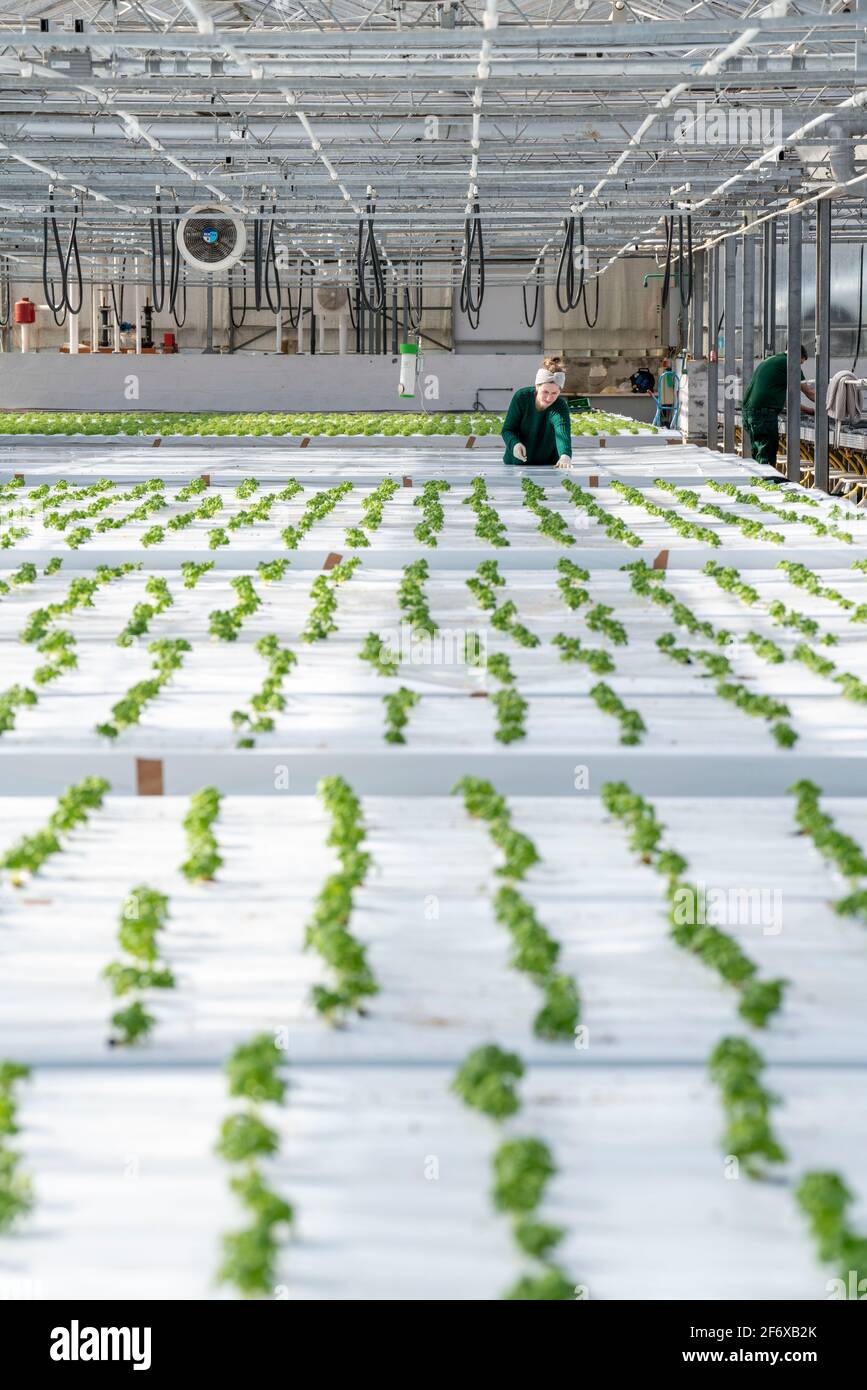 Farming, herb gardening, basil seedlings, growing in a greenhouse Stock ...