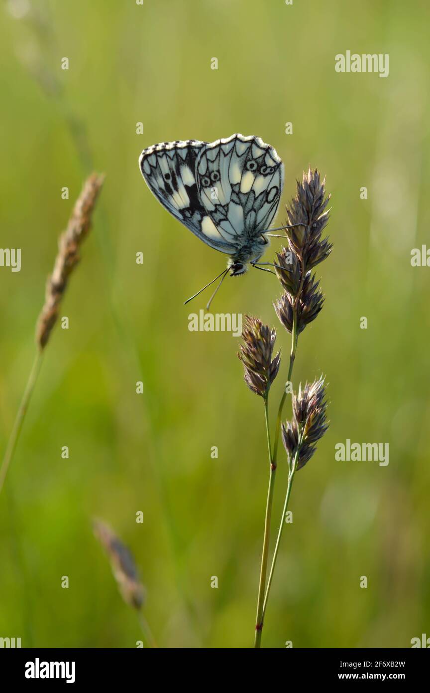 Marbled white, black and white butterfly in the wild, on aplant, close ...