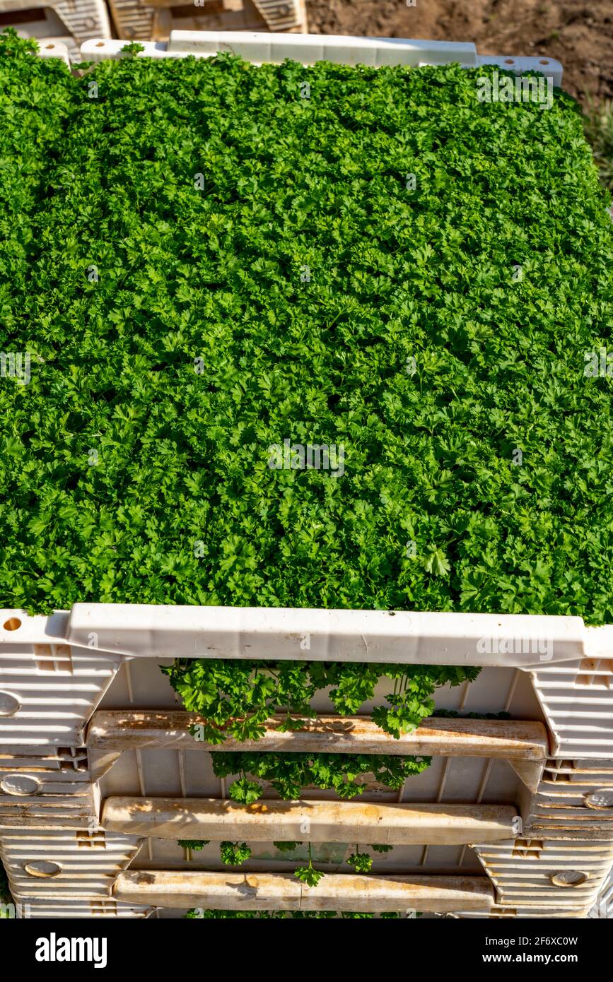 Planter boxes hi-res stock photography and images - Alamy