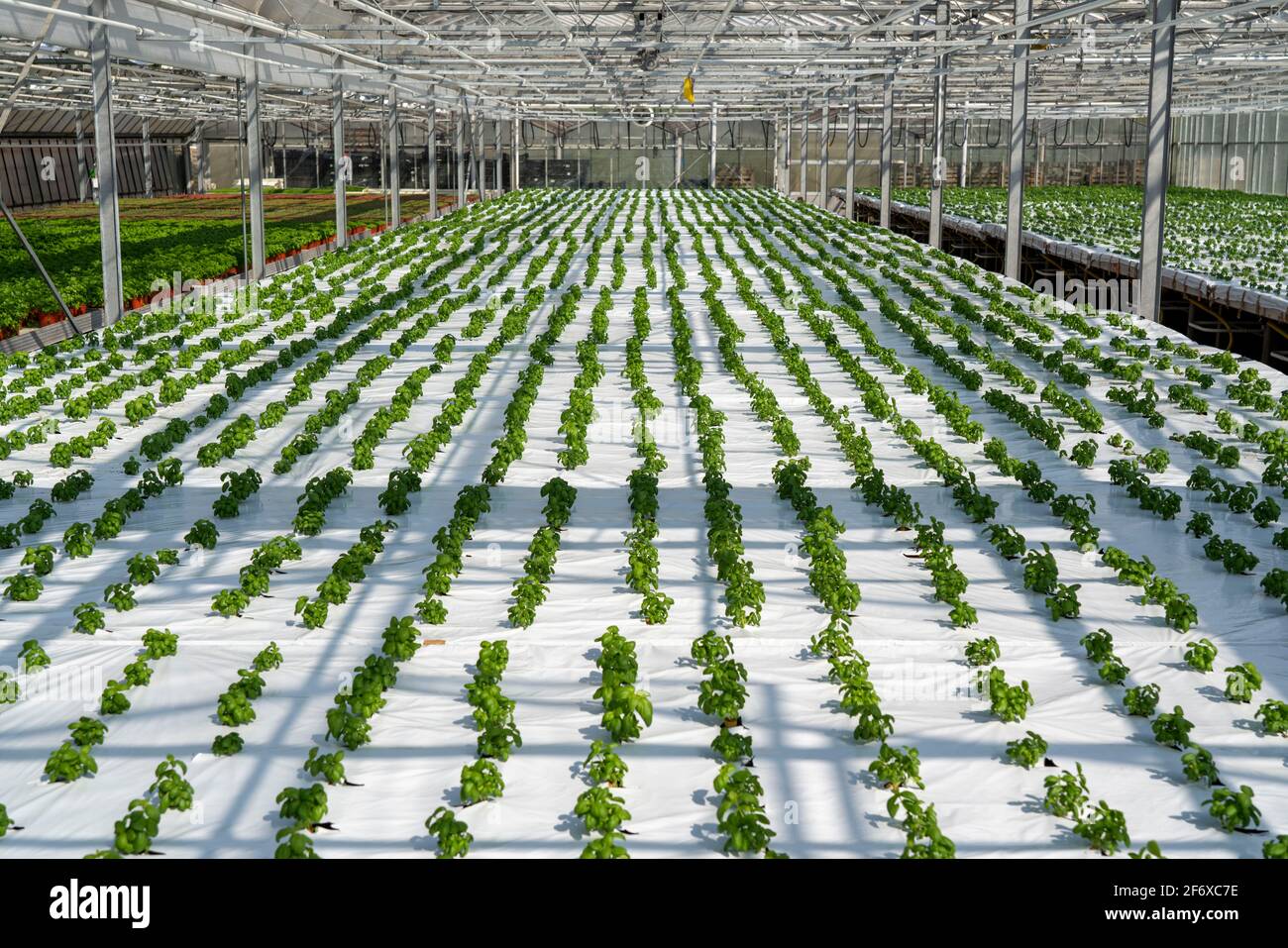 Farming, herb gardening, basil seedlings, growing in a greenhouse Stock ...