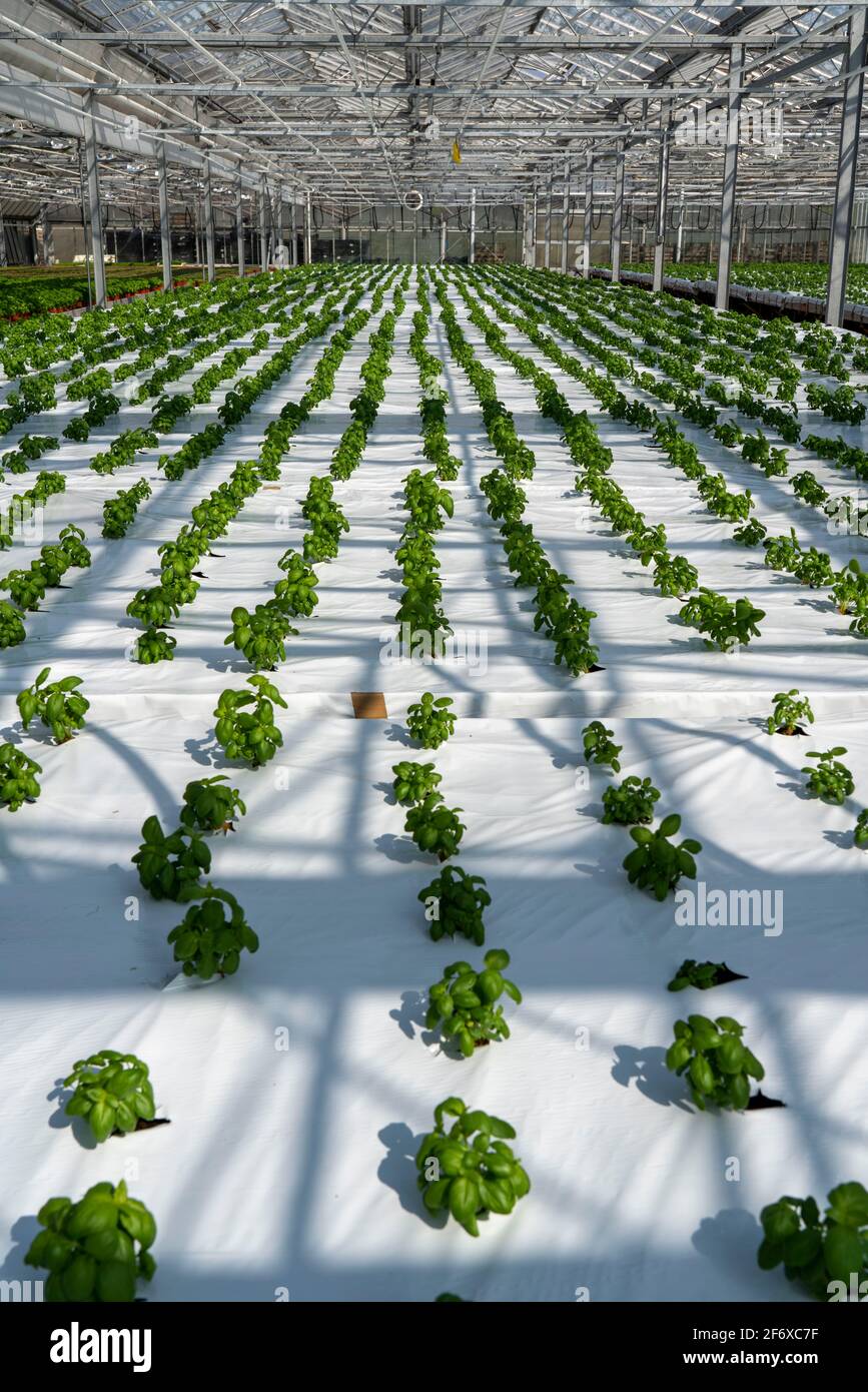 Farming, herb gardening, basil seedlings, growing in a greenhouse Stock ...