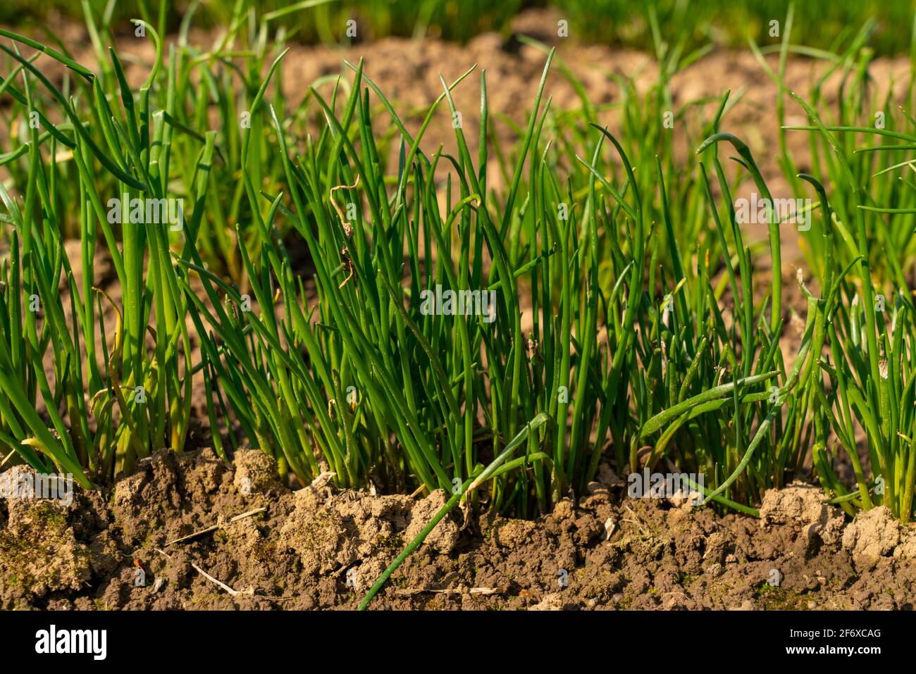 Agriculture, herb nursery, chive seedlings, freshly planted in the open ...