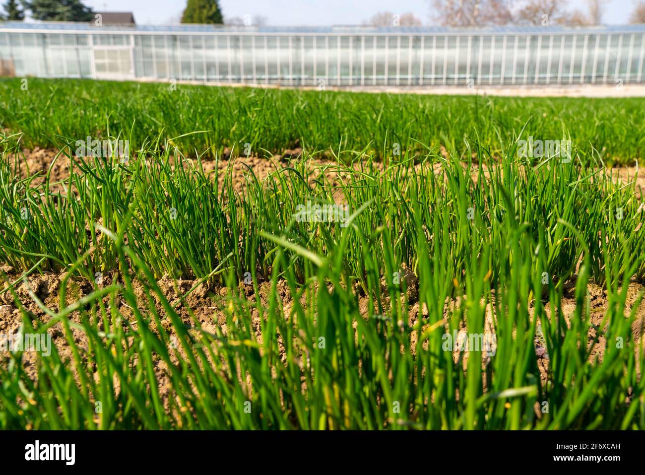 Nursery of seedlings hi-res stock photography and images - Alamy