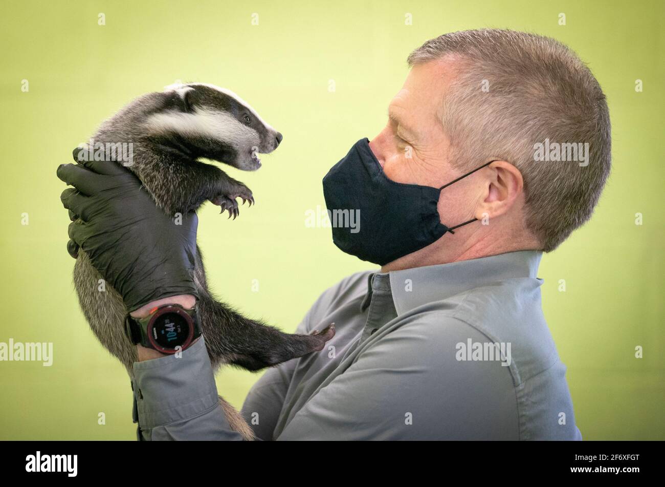 Badger rescue centre hi-res stock photography and images - Alamy