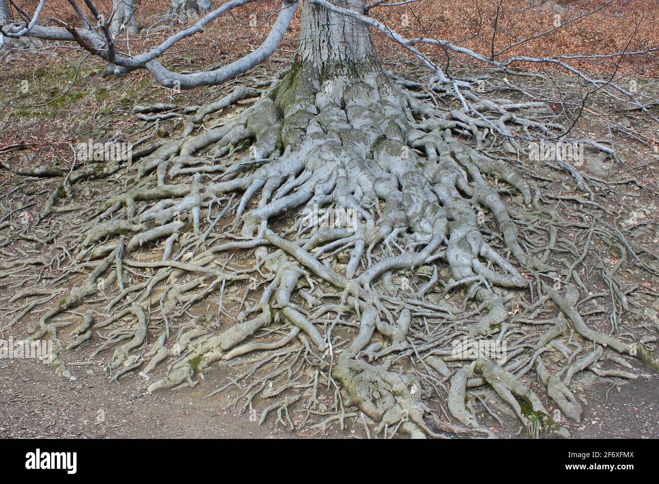 Roots old beech tree hi-res stock photography and images - Alamy
