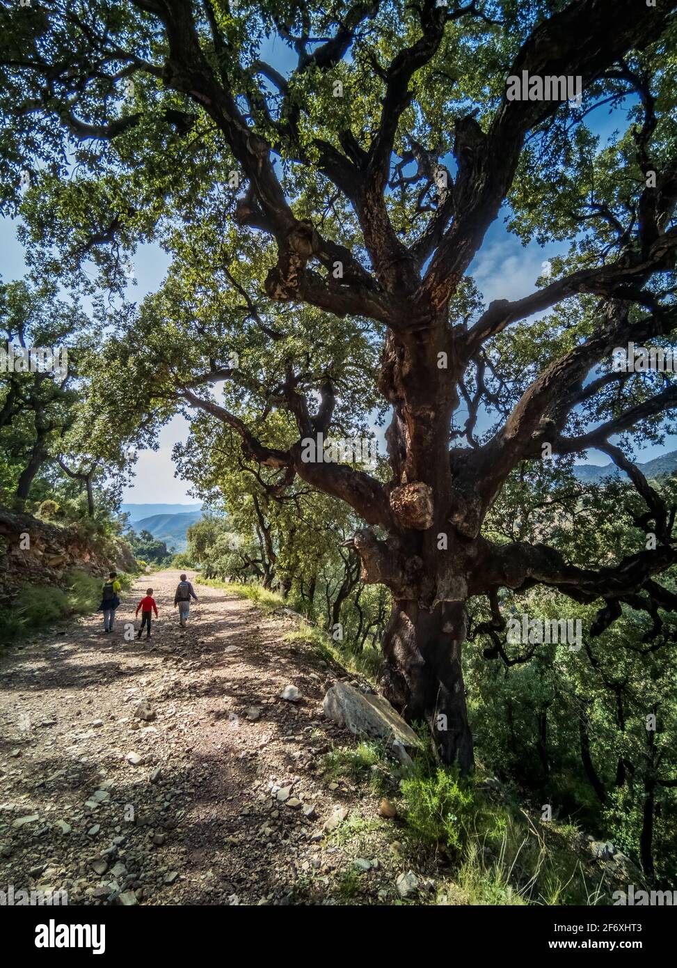 Dwarf oak tree hi-res stock photography and images - Alamy