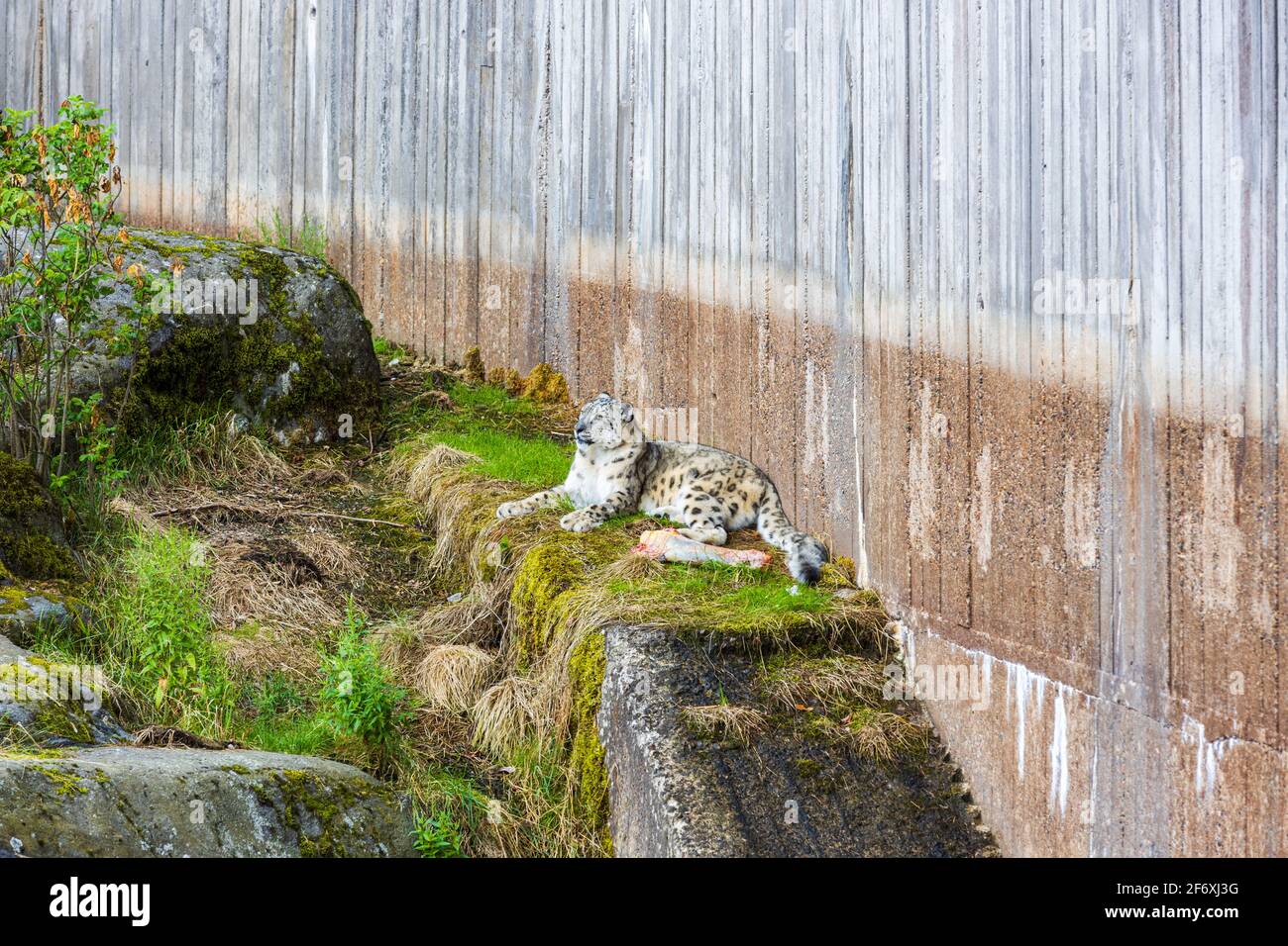 Beautiful view of gorgeous snow leopard laying on rock of Swedish zoo ...