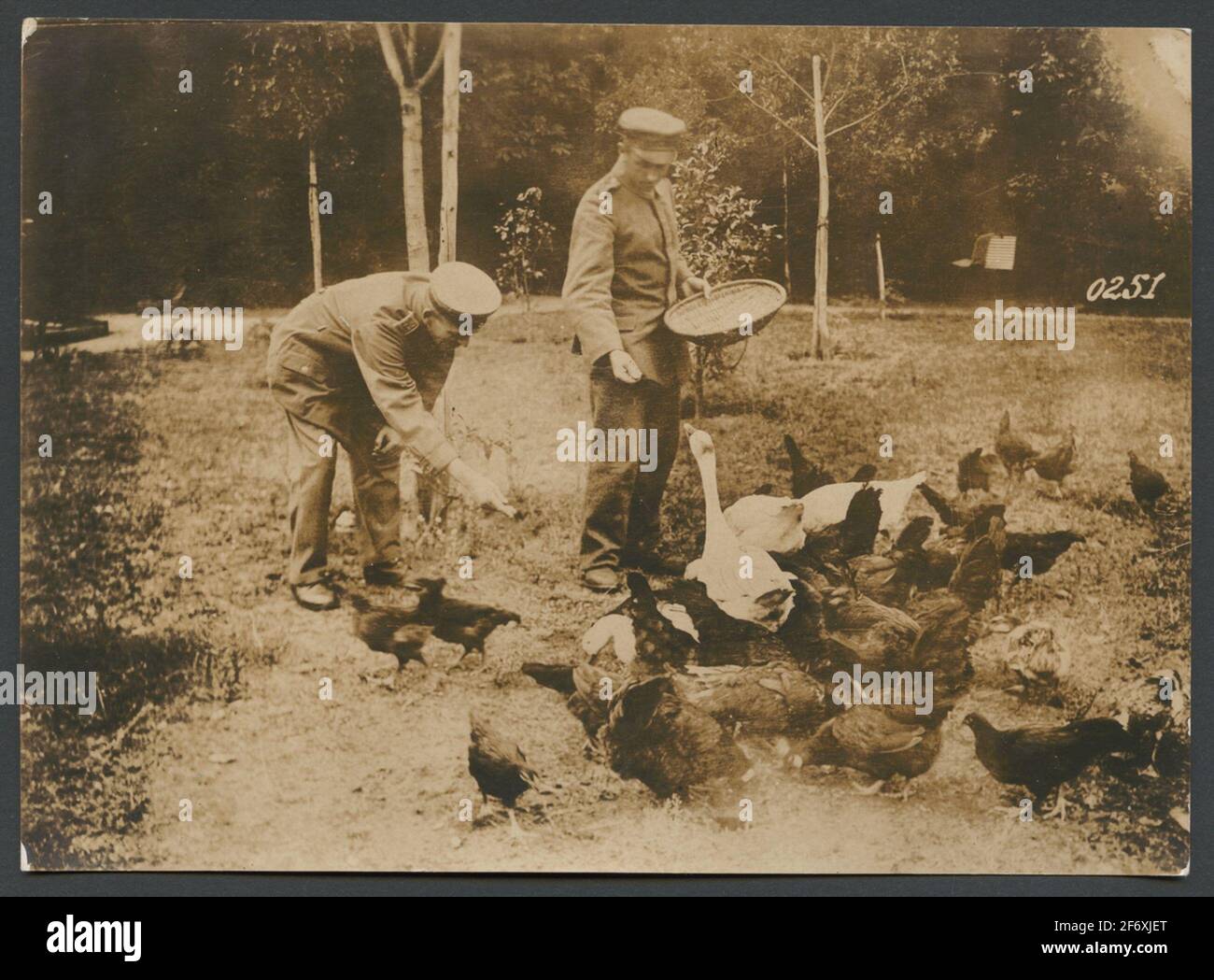 How to keep chickens hi-res stock photography and images - Alamy