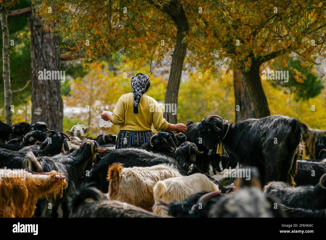 Peasant woman and goat hi-res stock photography and images - Alamy