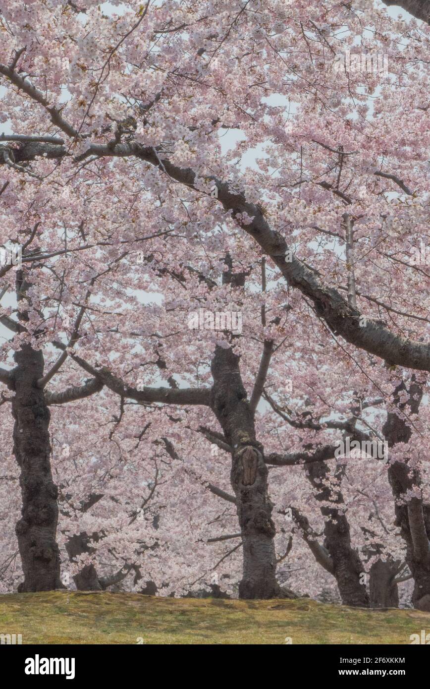Cherry Blossom Tree Tumblr Background