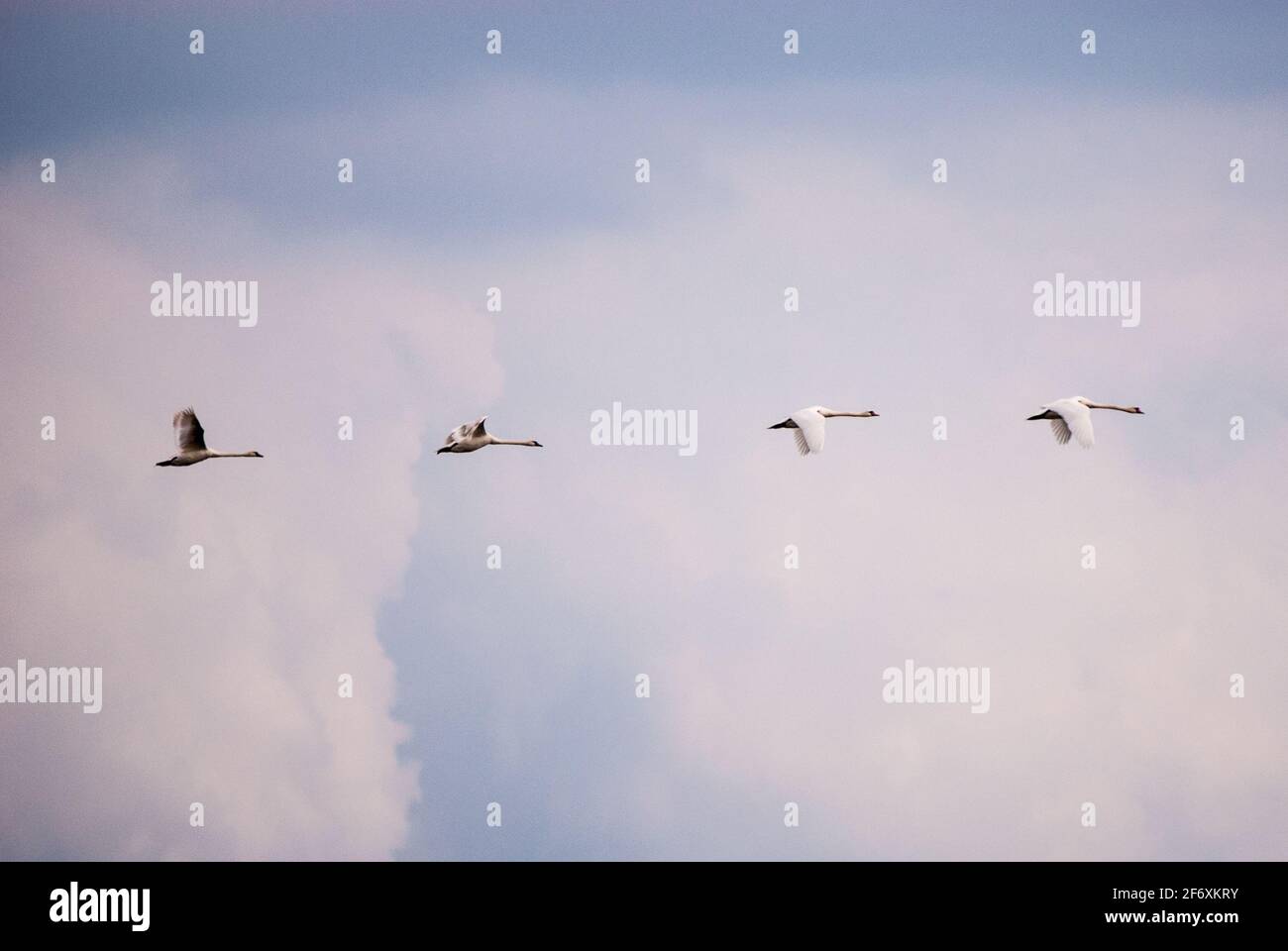 A flight of swans flying in line Stock Photo - Alamy